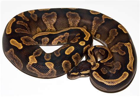Morph List World Of Ball Pythons