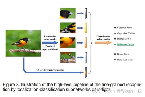 Fine Grained Image Classification