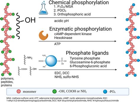 Synthesis Pathways Of Phosphorylated Hydrophilic Polymers Download