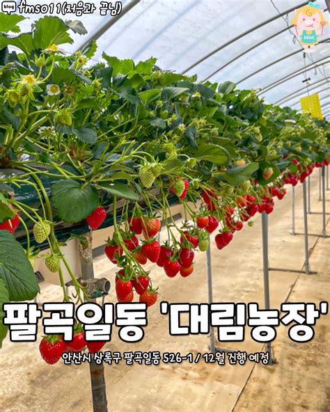 안산가볼만한곳 안산맛집 안산카페 다음 달이면 체험 가능한 팔곡일동 딸기 체험 농장 🍓 새콤달콤한 딸기의 계절이 돌아왔다💕 딸기 팩에 직접 딸기를 따서 집으로 가져갈