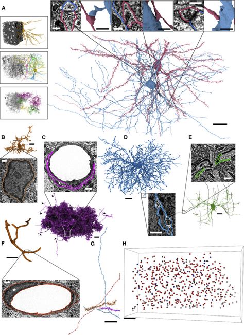 Reconstruction Of Neocortex Organelles Compartments Cells Circuits And Activity Cell