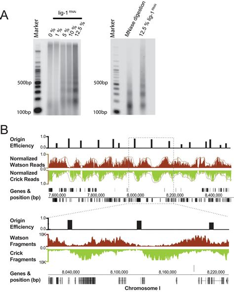 Figures And Data In Spatiotemporal Coupling And Decoupling Of Gene