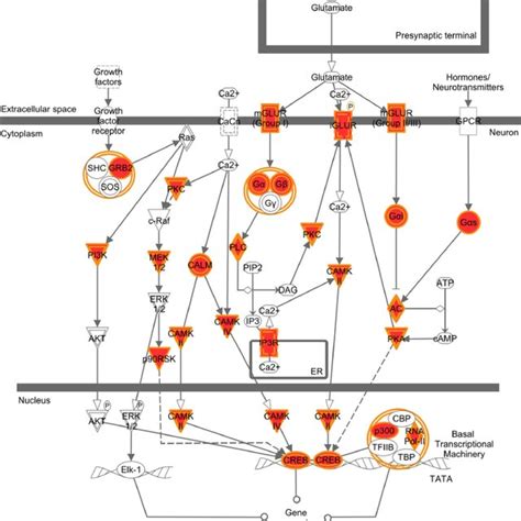 Ipa Pathways Of Chip Seq Based Nsrf Target Genes In Esc Entrez Gene Download Scientific
