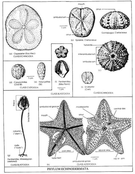 Echinodermata Classes