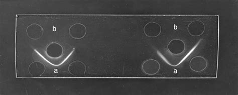 Agar Gel Double Diffusion Test Against Antibodies Of Purified Download Scientific Diagram