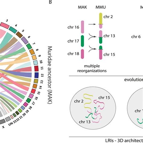 Long Range Genomic Interactions And Ancestral Chromosomal Download Scientific Diagram