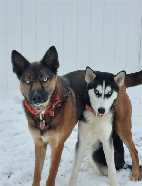 German Shepherd Husky Mix Gerberian Shepsky Pics And Info