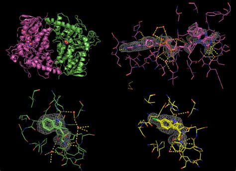 Fad And Trp Partition Into Different Borh Chains In The Asu A Ribbon Download Scientific
