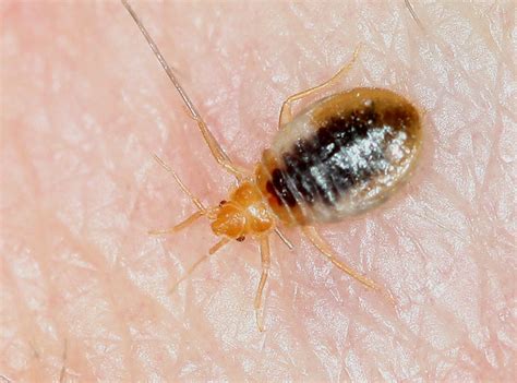 Juvenile Bed Bugs For Dollars Moreoo