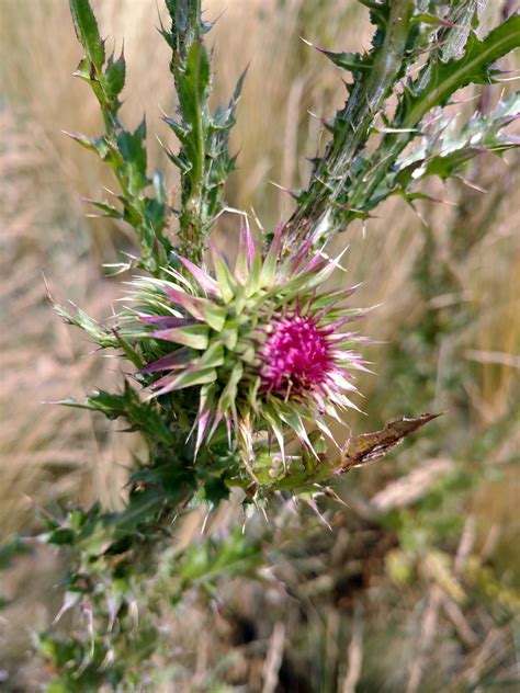 Musk Thistle