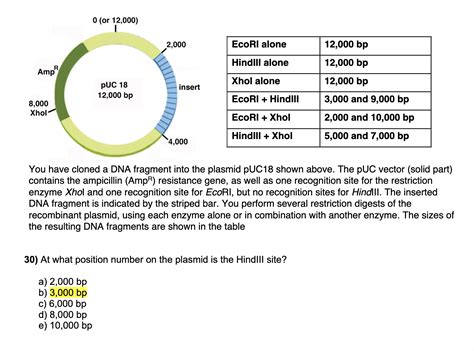 Solved You Have Cloned A Dna Fragment Into The Plasmid Puc18