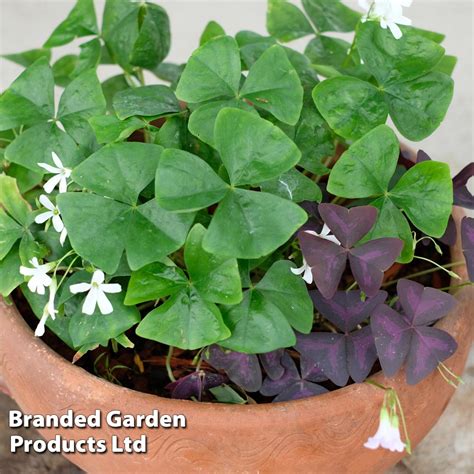 Oxalis Triangularis Green Thompson And Morgan