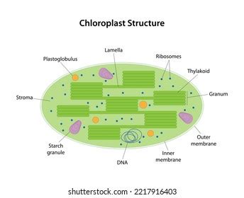Chloroplast Green Plastid Structure Membranebound Organelle Stock