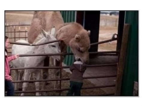 Meetup Agile Prioritisation Techniques Ppt