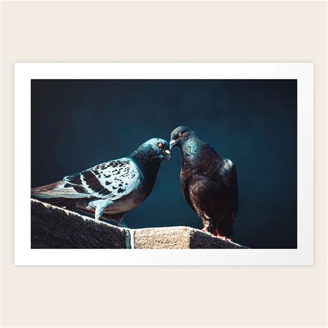 Pigeon Kiss Just A Peck Photograph Art Print By Love Fi Society6