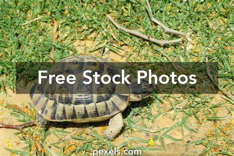 Reverse Evolution Photos Download The Best Free Reverse Evolution