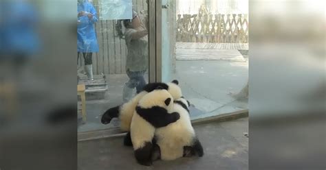 Mischievous Pandas Gang Up Against Caretaker And It Soon Turns Into Hilarious Standoff
