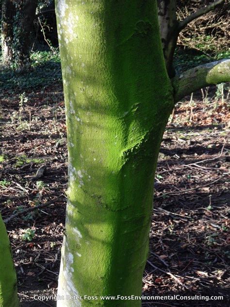 Fl Seaweeds And Algae — Foss Environmental Consulting