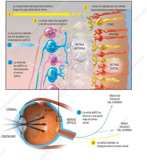 Structure Of The Eye Illustration Stock Image C056 7145 Science Photo Library