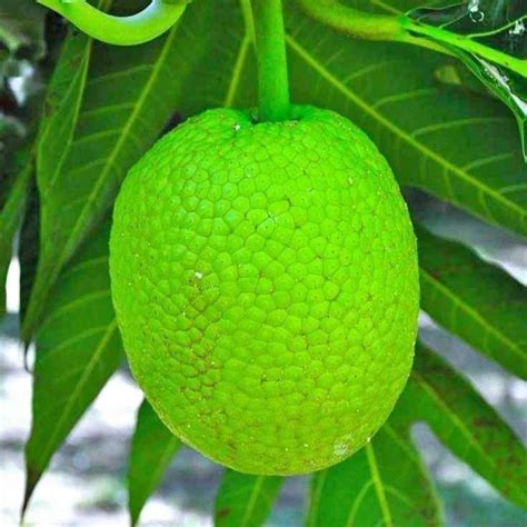 Bread Fruit For Home Packaging Type Packet At ₹ 600piece In