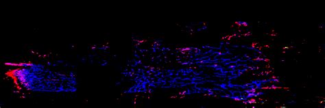 Zhang Lab Baylor College Of Medicine