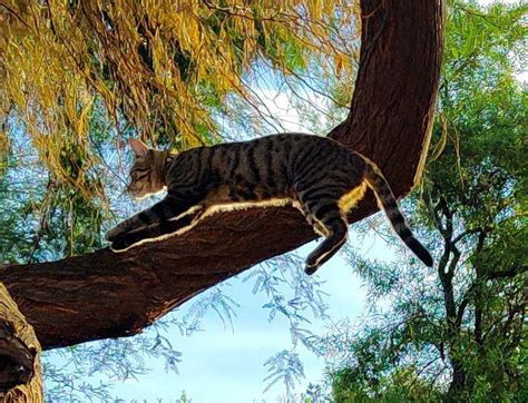 tic engaging hover technique r tacticalissuecat