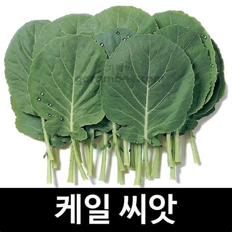 케일 씨앗 캐일씨앗 Kale Seed 500알 씨앗판매 쇼핑몰