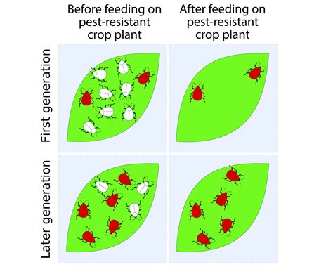 Crop Improvement Earthhome Evolution