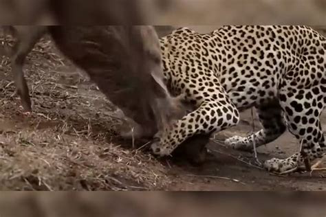 野生动物猎食精彩混剪，凶猛狮子猎捕角马鬣狗角马狮子鬣狗