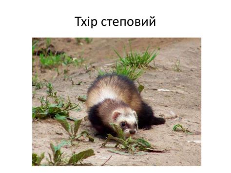 Рідкісні рослини тварини и і гриби Донецької області Online Presentation