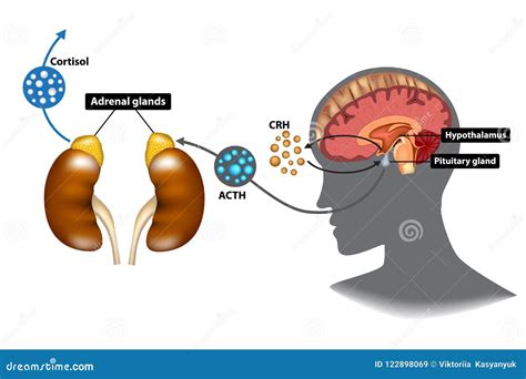 Hypothalamic Pituitary Adrenal Hpa Axis Stock Vector Illustration Of Brain Hormonal 122898069