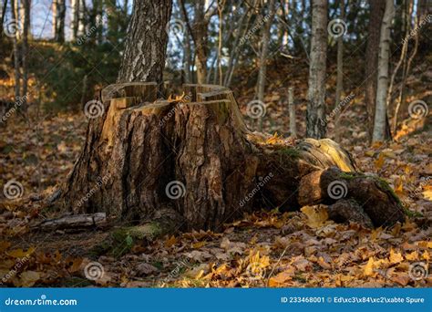 Root Of A Rotting Tree Showing Textures And Colours Stock Photography CartoonDealer Com 135788864