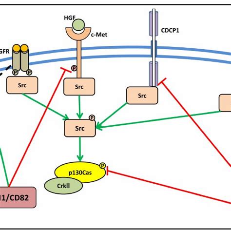 the structure of c src and regulation of its kinase activity a