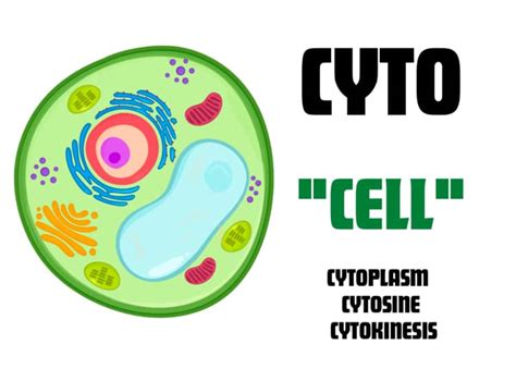 86 Prefix Root And Suffix Posters Science And Ela Root Word Wall Vocabulary