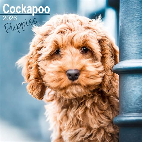 Cockapoo Puppies Calendar 2026 Avonside Publishing Ltd