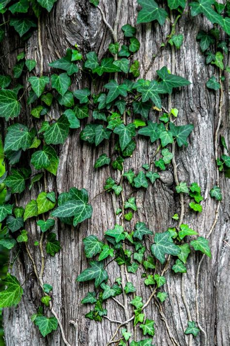 [article] virtual dom reactjs implementation r javascript