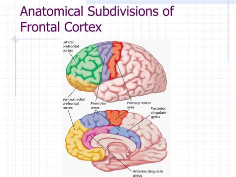 PPT Observations On Frontal Lobe Function PowerPoint Presentation Free Download ID