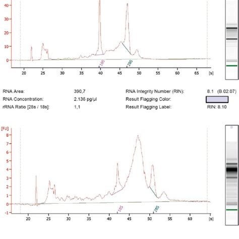 Total Rna Quality Analysis Via Bioanalyzer Shown Are Representative Download Scientific