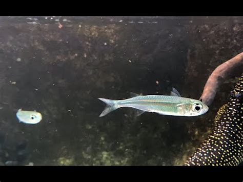 ヤクシマイワシ Hardyhead silverside Atherinomorus lacunosus YouTube
