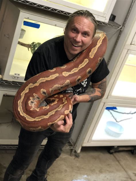Huge Blood Python