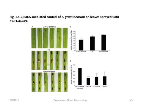RNA Interference RNAi PPTX