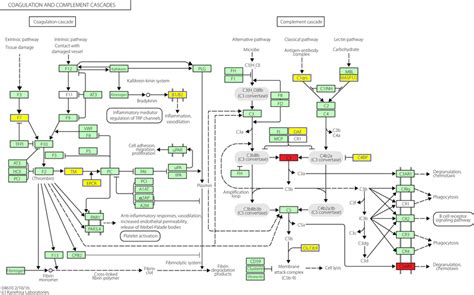 Coagulation And Complement Cascades Yellow Color And Red Color Download Scientific Diagram