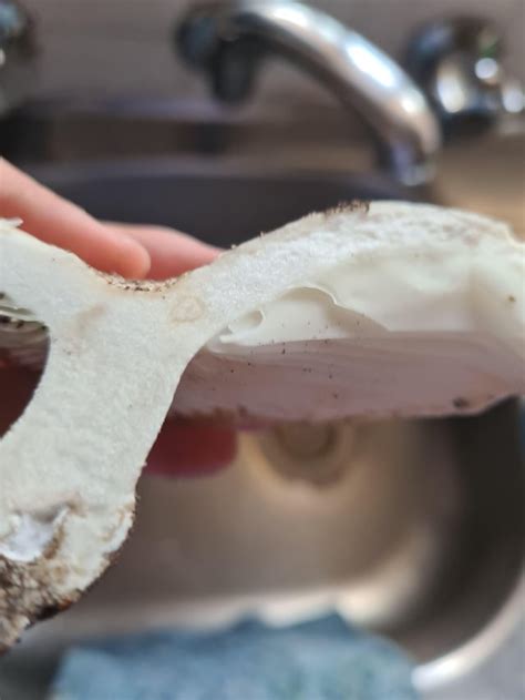 Is This Gill Attachment Decurrent R Mycology