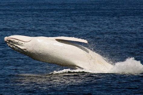Ballena Blanca Es Vista En Australia 🐋 Chismes Today