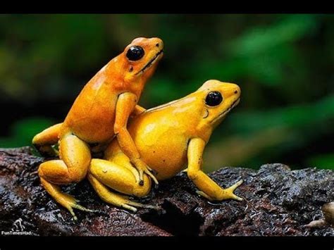 SEX AND THE JUNGLE YouTube