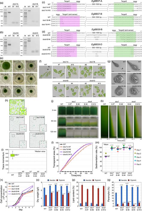 Generating Non‐motile Euglena Gracilis Mutants By Creating Download Scientific Diagram
