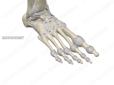 Dorsal Calcaneocuboid Ligament Complete Anatomy