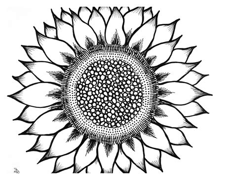 Sunflower Clip Art Black And White 10 Free Cliparts Download Images