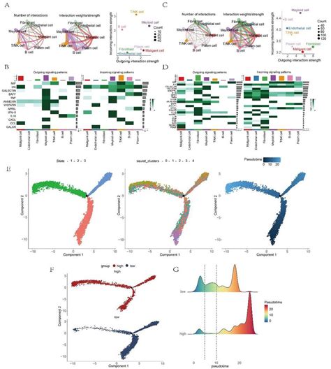 Cell Cell Communications And Trajectory Analysis A D The Download Scientific Diagram