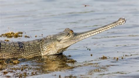 Gharial Gavial Facts Habitat Diet Life Cycle Pictures